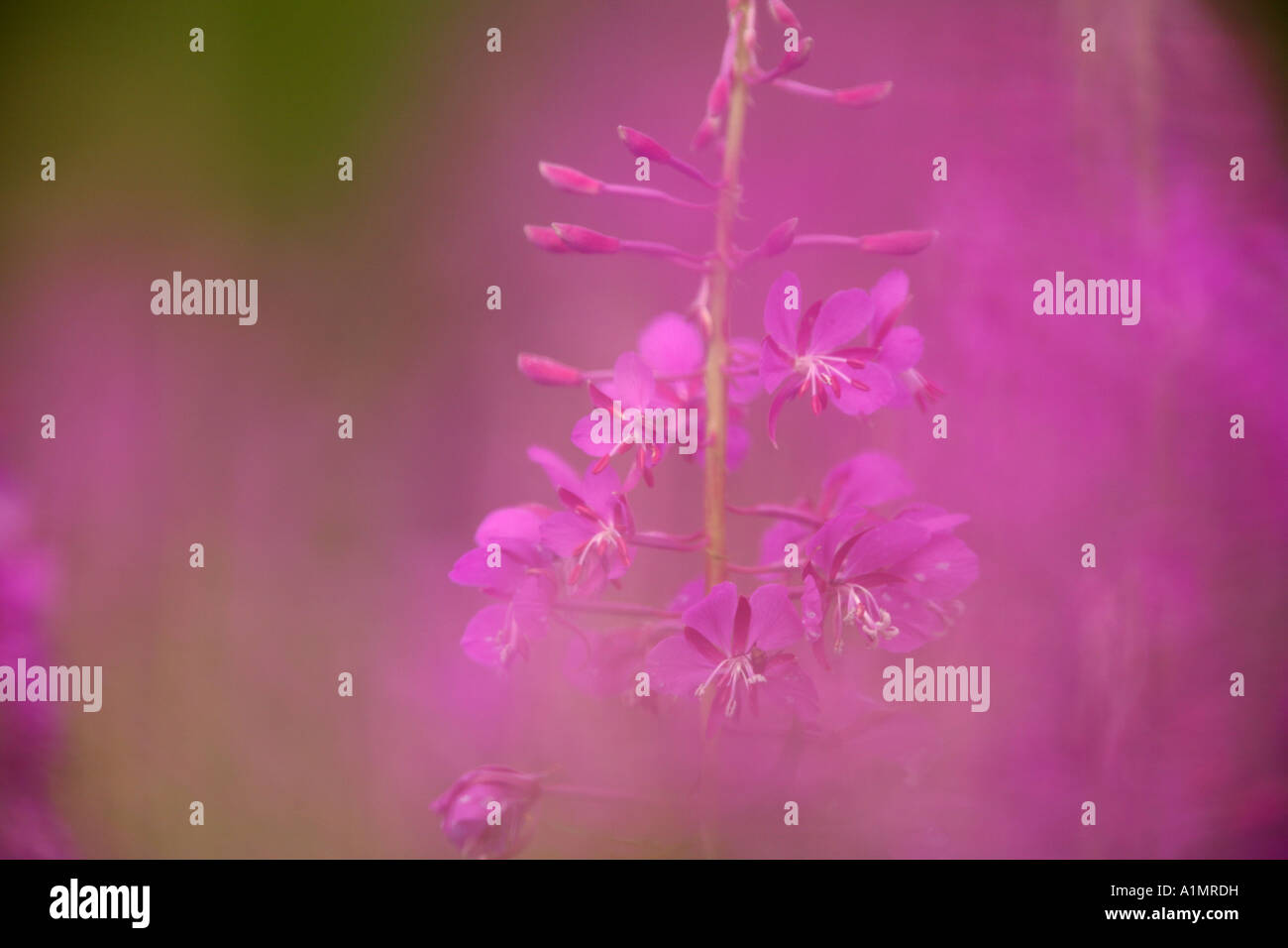 Fireweed Chugach National Forest Alaska Stock Photo - Alamy