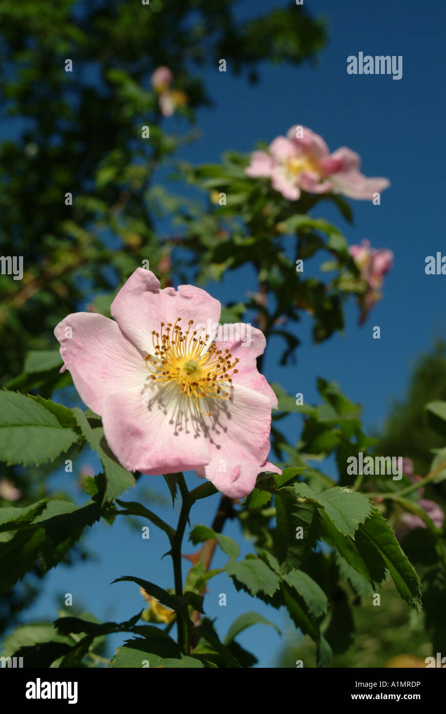 Dog rose (Rosa canina Stock Photo - Alamy