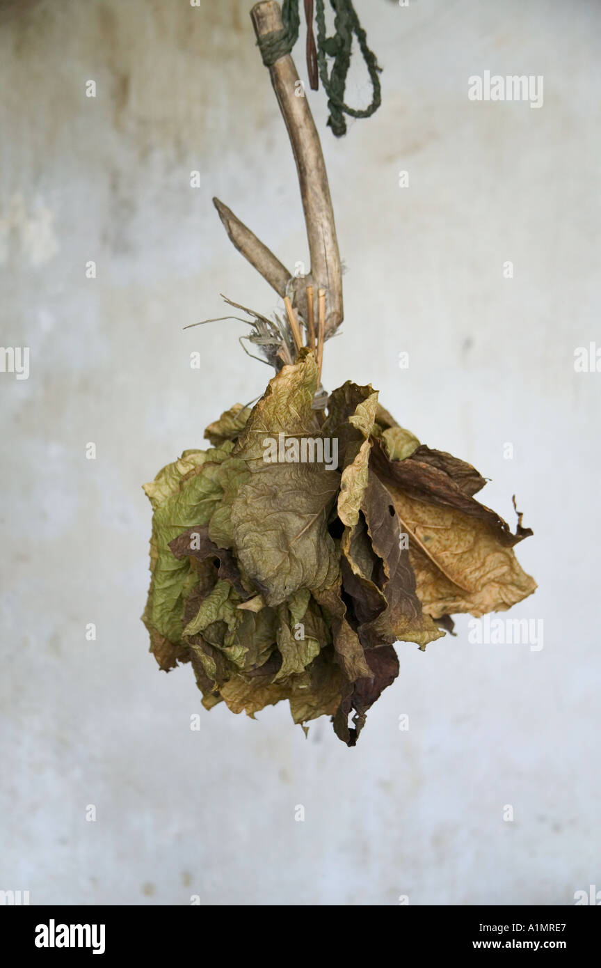 Tabacco leaves hi-res stock photography and images - Alamy