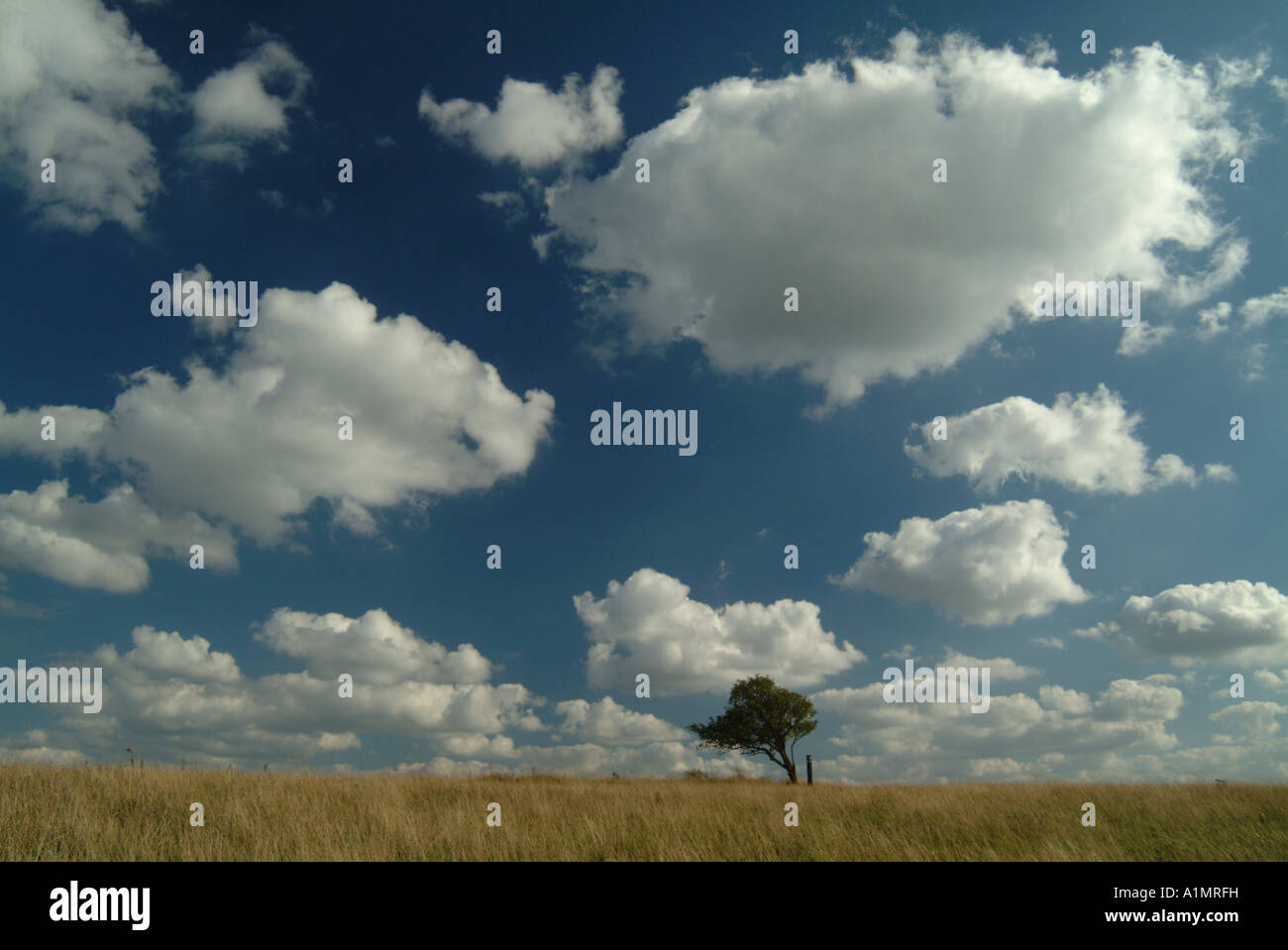 Wind blown hawthorn hi-res stock photography and images - Alamy