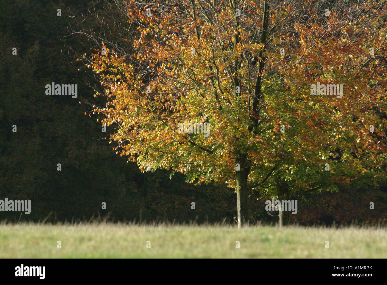 Pasture beeches hi-res stock photography and images - Alamy