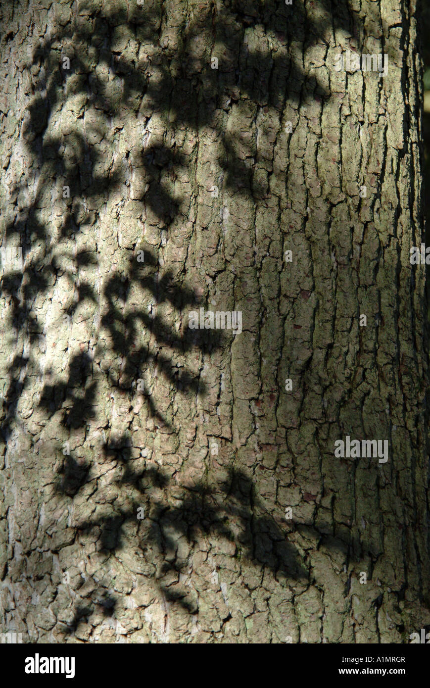 Common Oak (Quercus robur) trunk and shadows Stock Photo - Alamy
