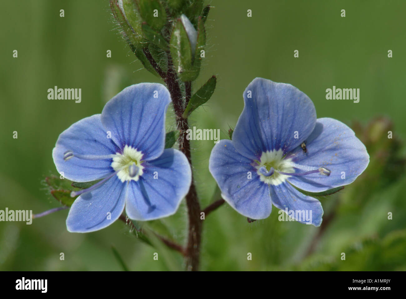 Common Field-speedwell (Veronica persica Stock Photo - Alamy