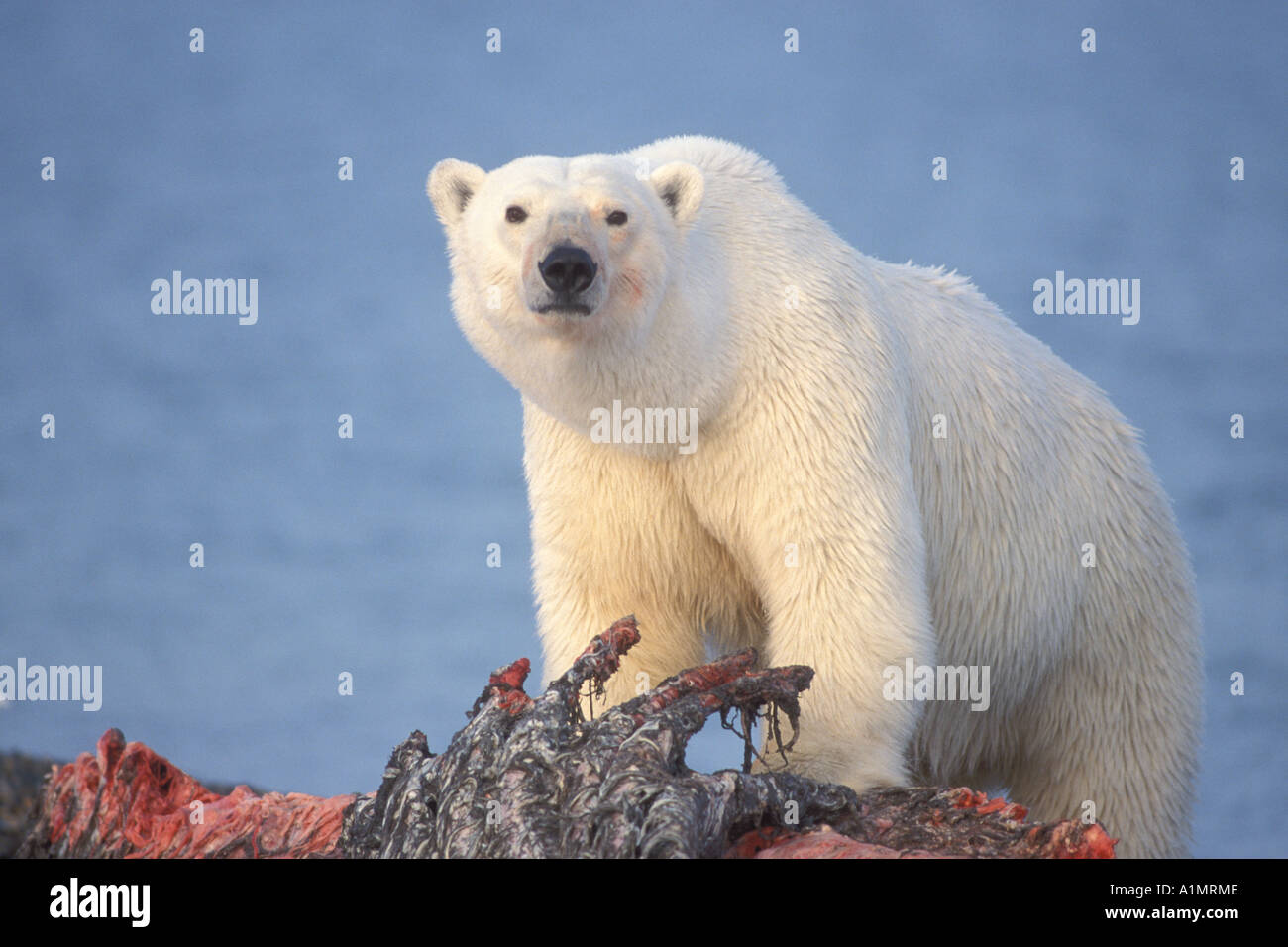 polar bear Ursus maritimus scavenging on whale carcass 1002 area Arctic ...