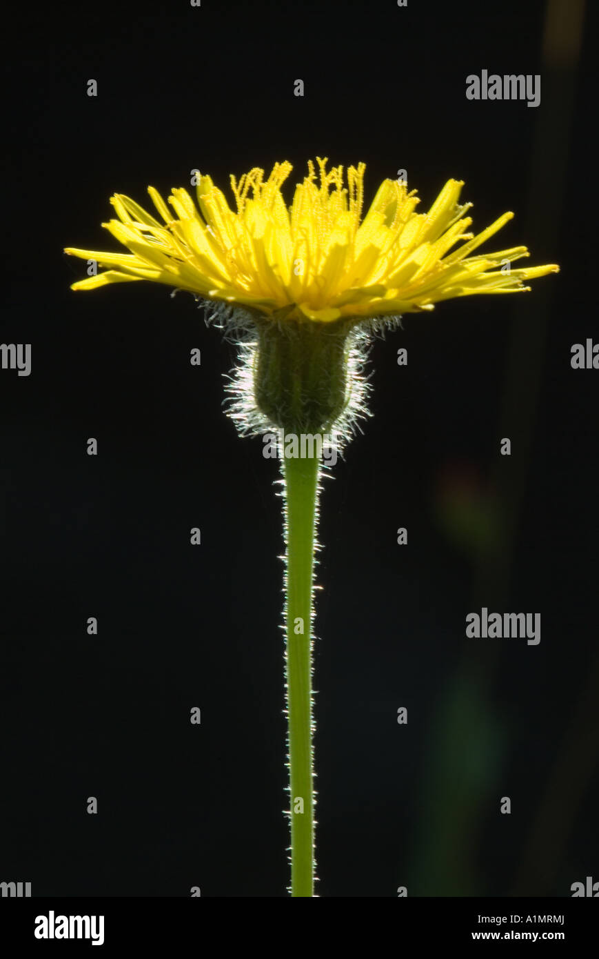 Rough hawkbit hi-res stock photography and images - Alamy