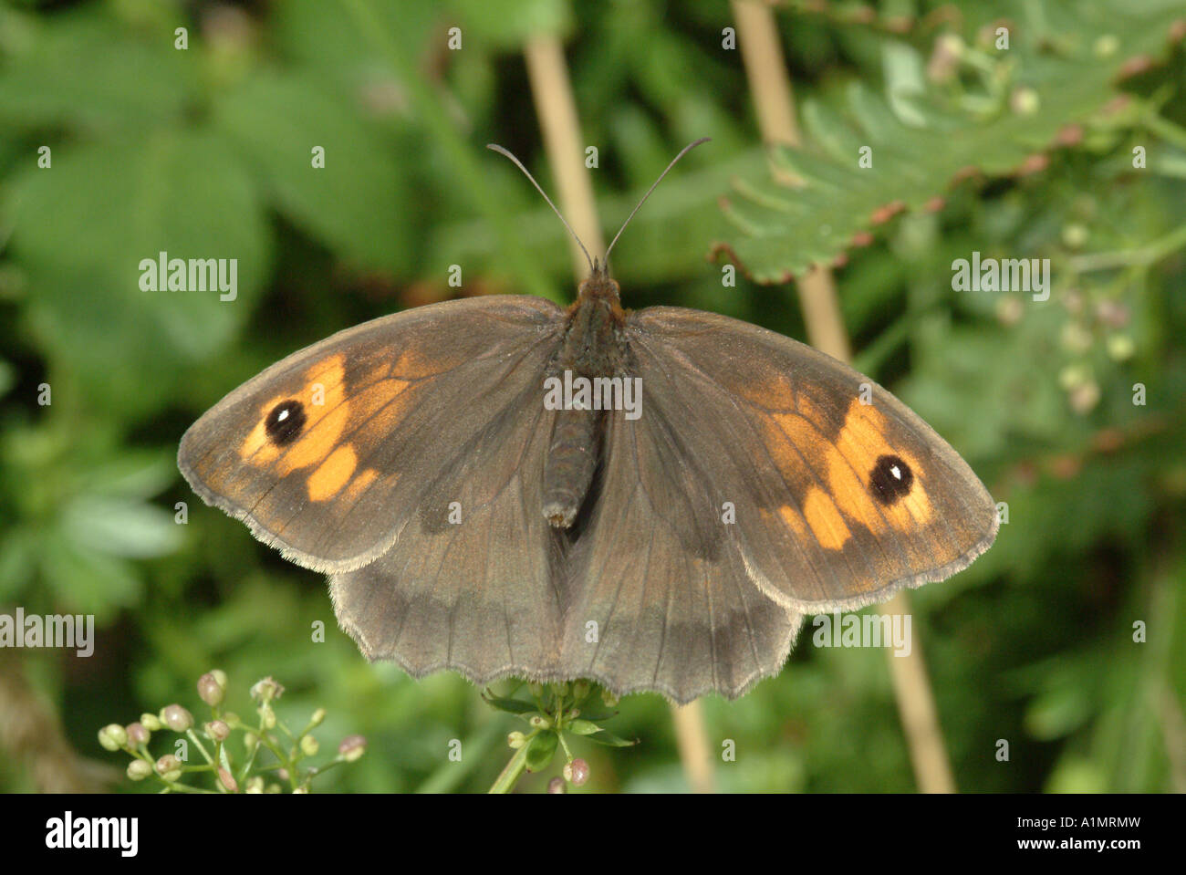 Britain england gatekeeper hi-res stock photography and images - Alamy