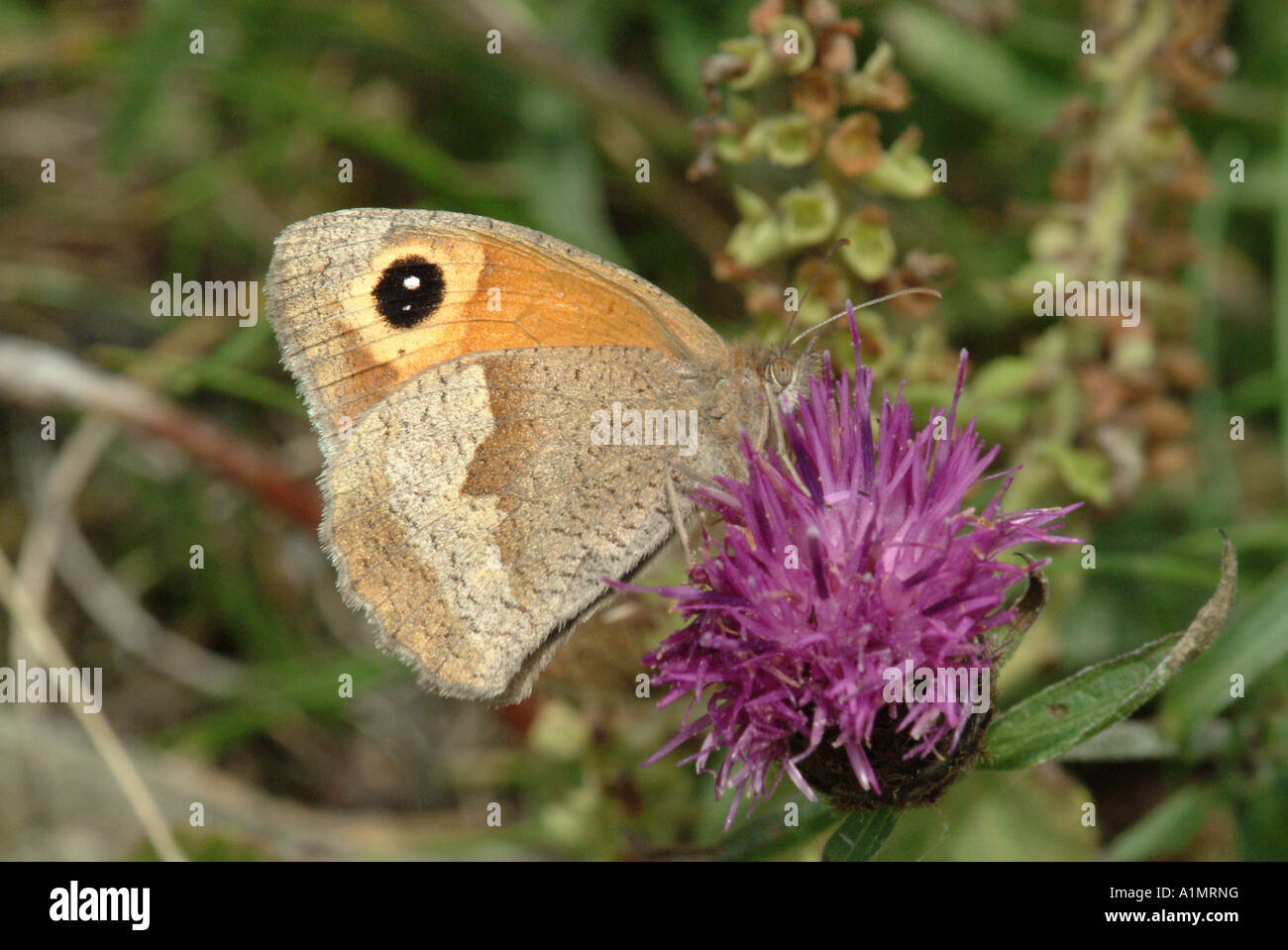 Gatekeeper butterfly wings closed hi-res stock photography and images ...