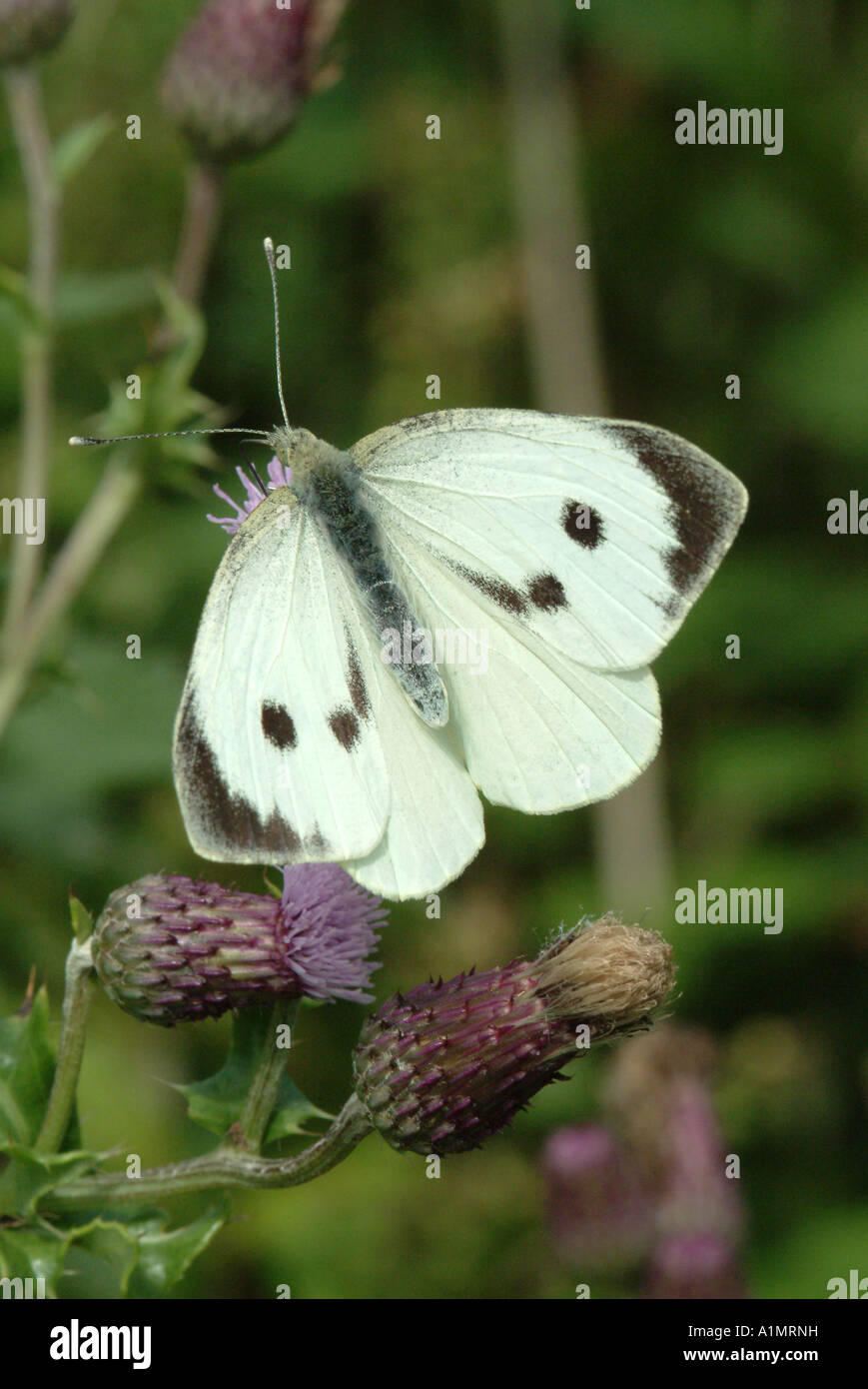 Large (Cabbage) White (Pieris brassicae Stock Photo - Alamy
