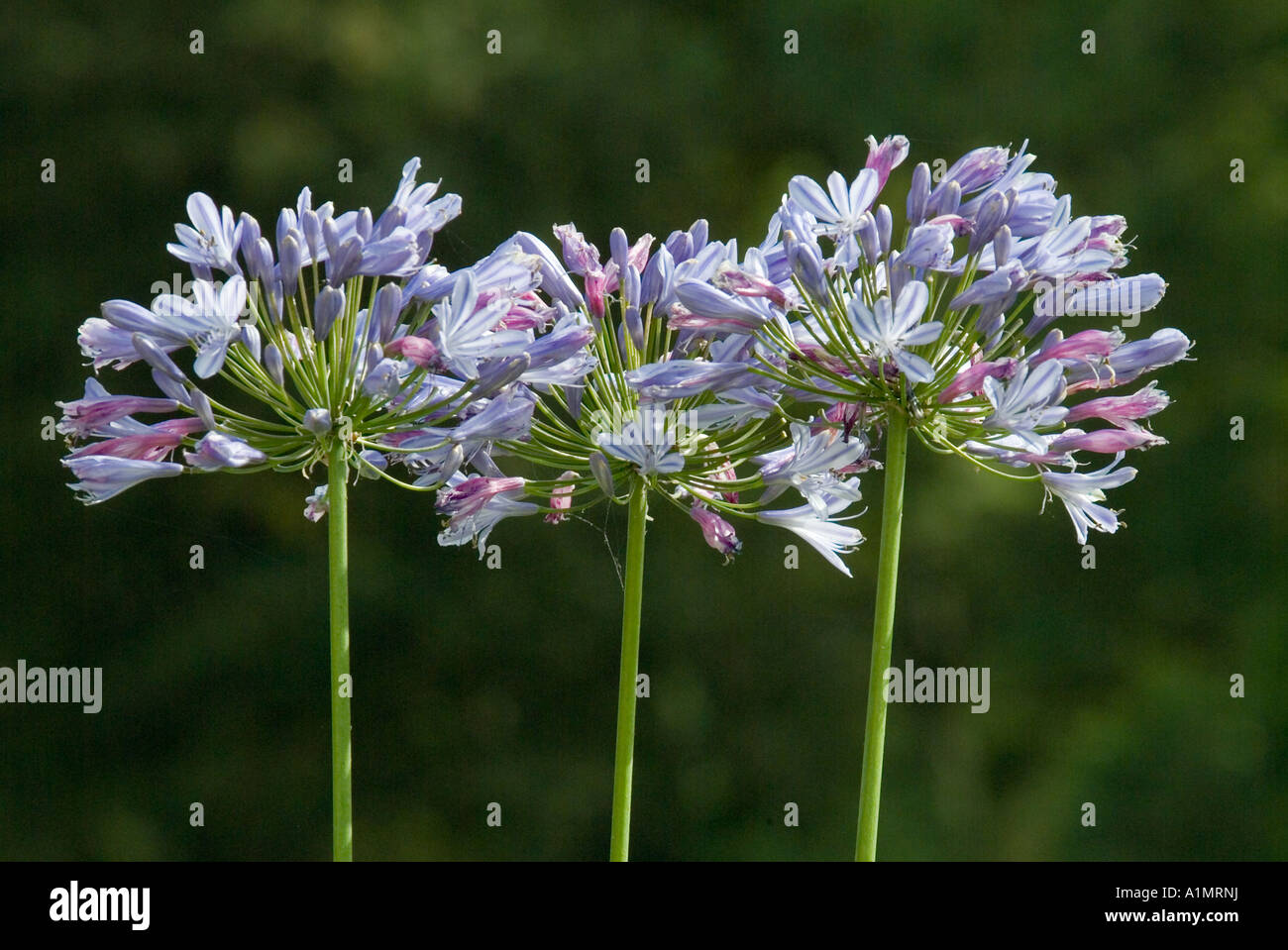 Agapanthus 'The African Lily' Stock Photo - Alamy