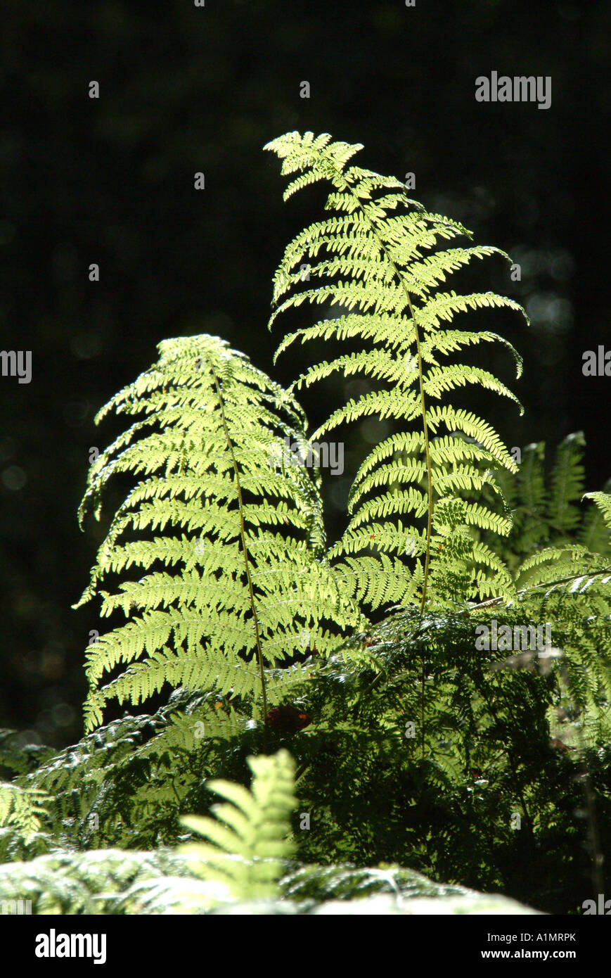 Common fern hi-res stock photography and images - Alamy