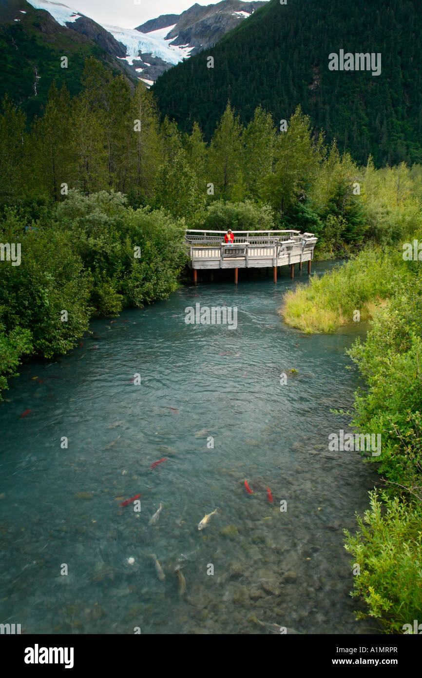 A visitor watches salmon spawning from the Williwaw Fish Viewing ...