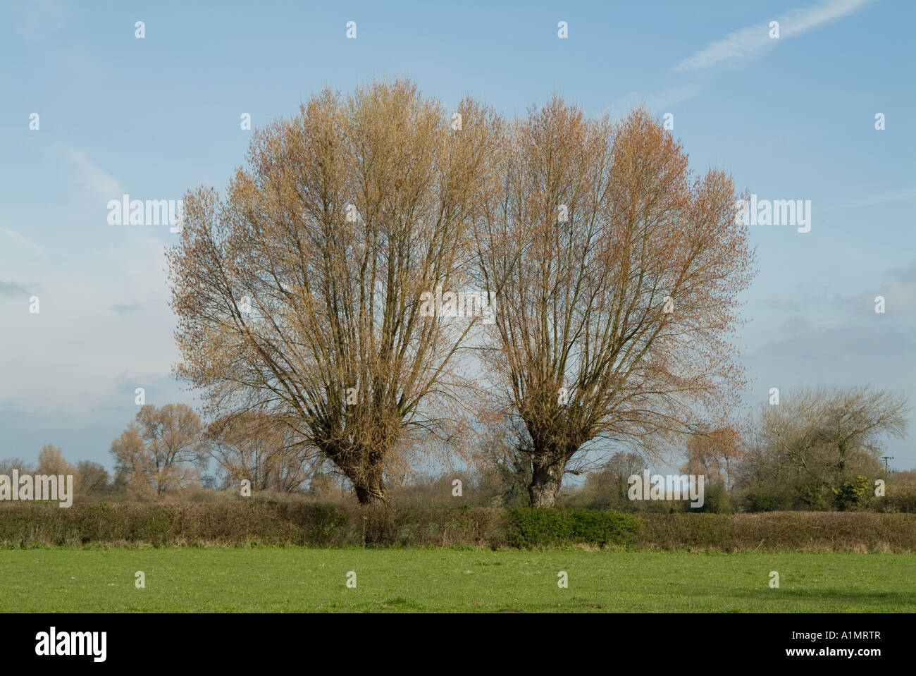 Pair of pollarded black poplars (Populus nigra betulifolia Stock Photo ...