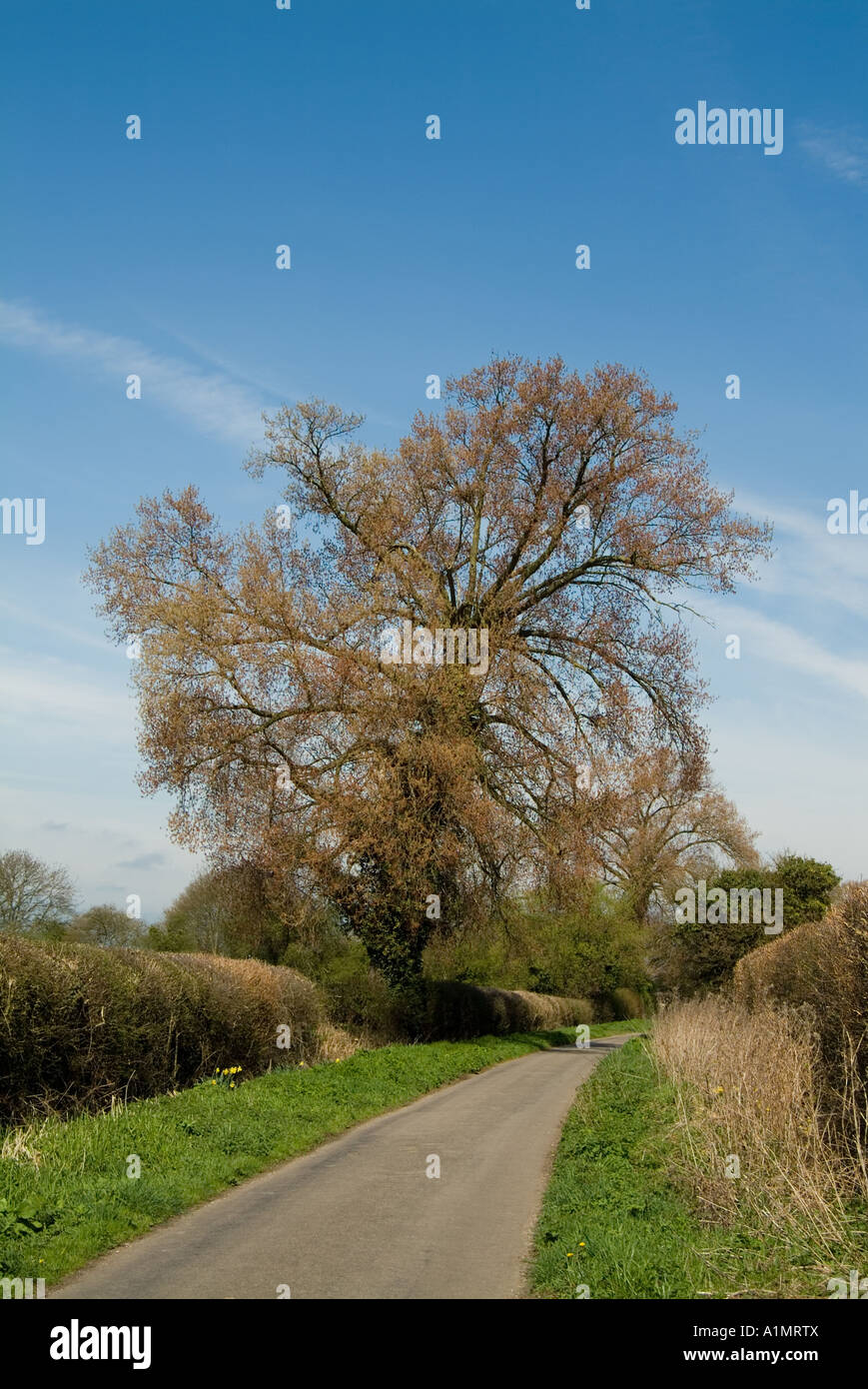Unpollarded black poplar (Populus nigra betulifolia Stock Photo - Alamy