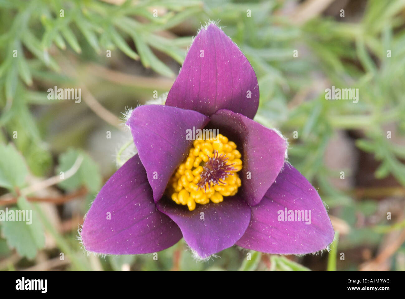 Pasque-flower (Pulsatilla vulgaris Stock Photo - Alamy