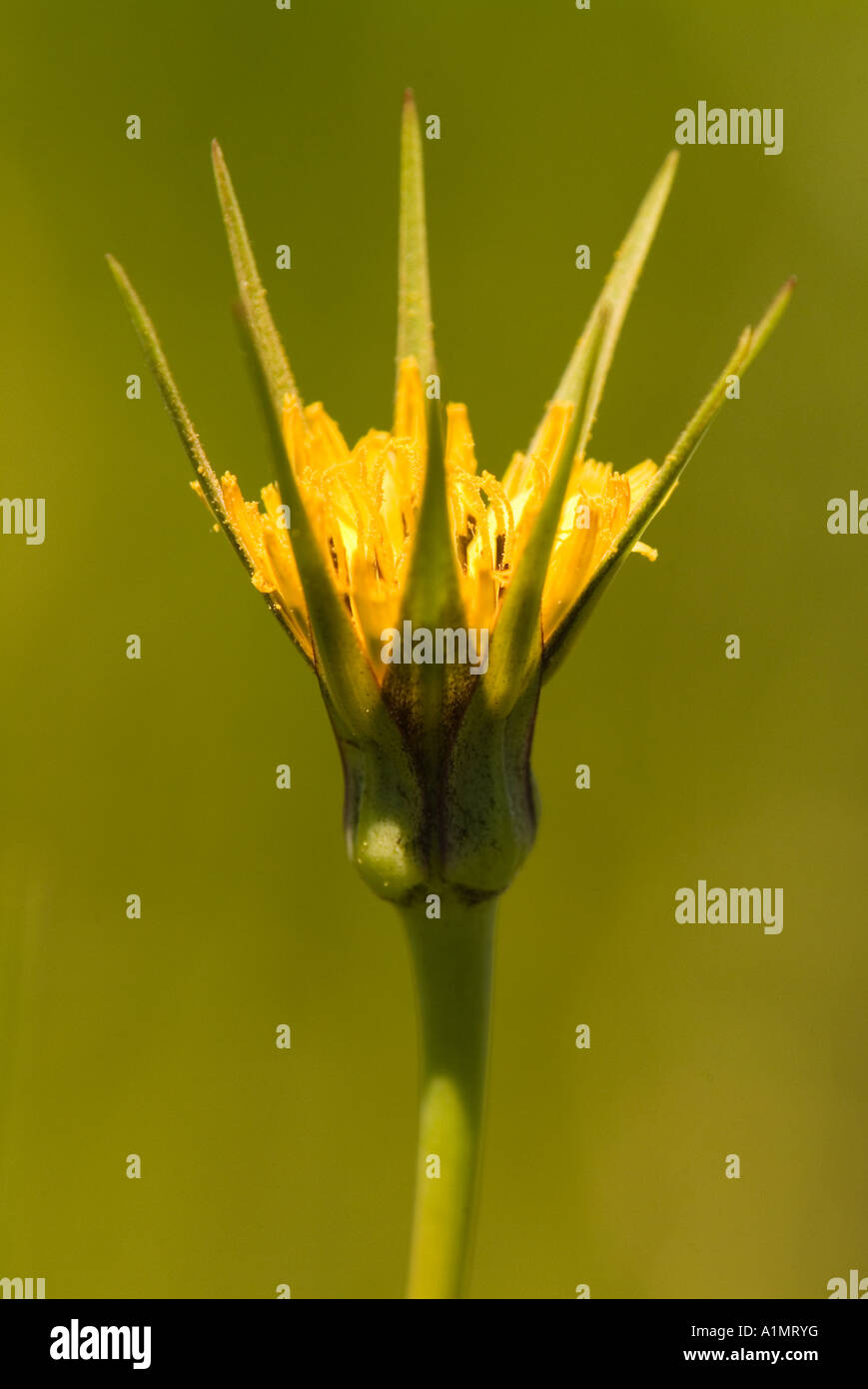 Goat’s-beard or Jack-go-to-bed-at-noon (Tragopogon pratensis Stock ...