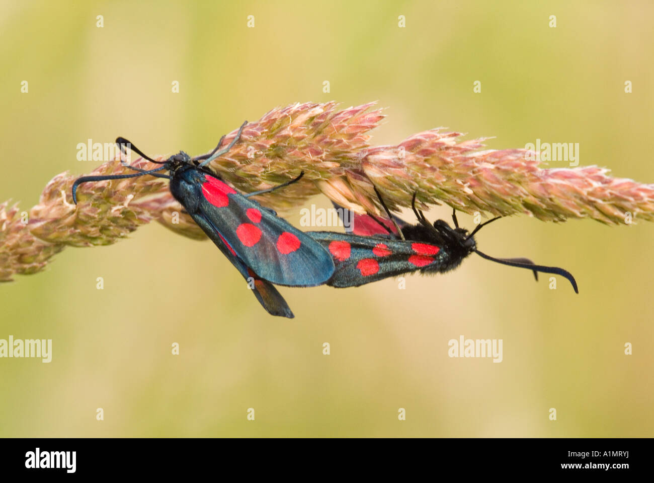 Six-spot burnet moths (Zygaena filipendulae) mating Stock Photo - Alamy