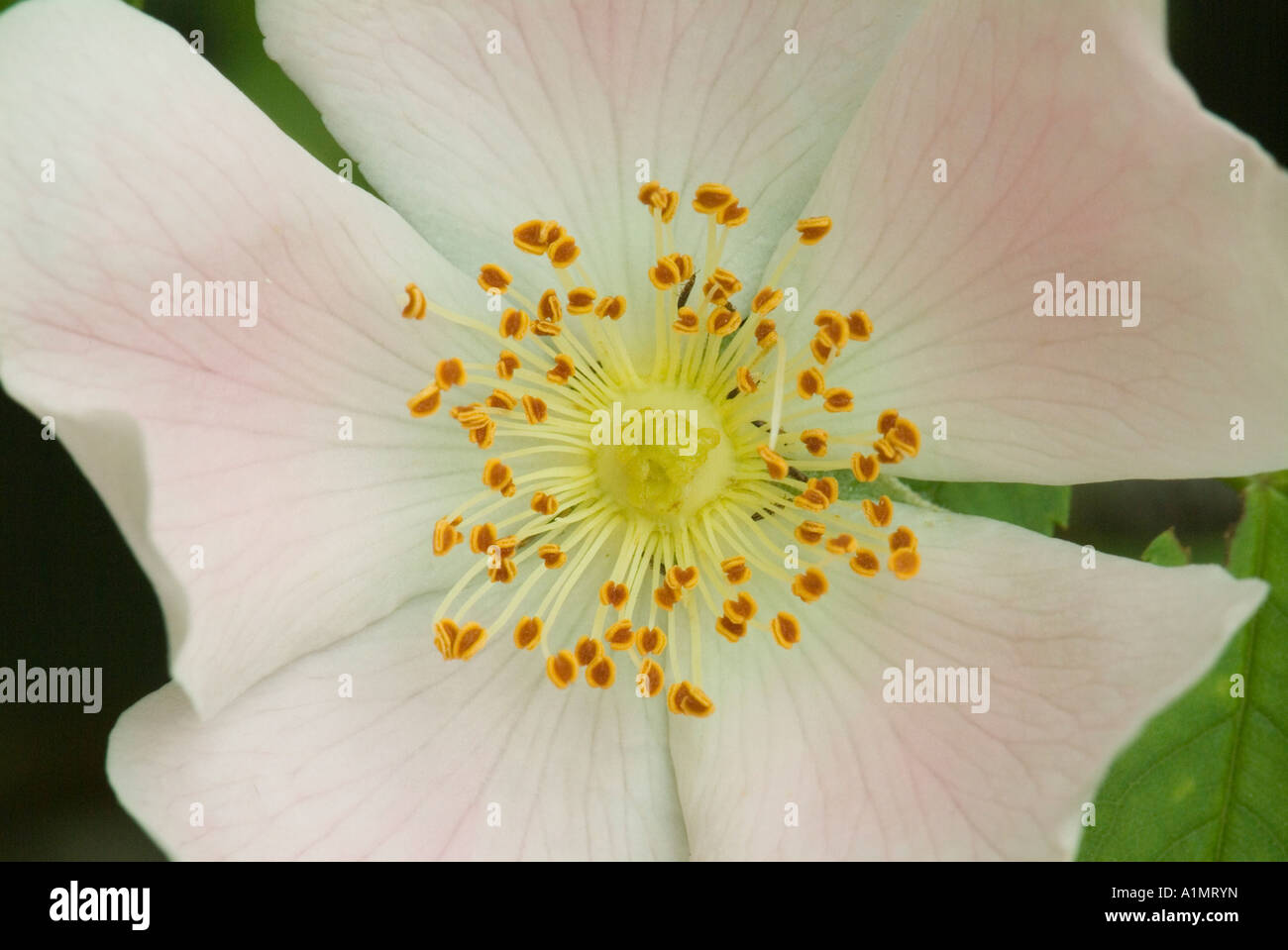 Dog-Rose (Rosa canina Stock Photo - Alamy