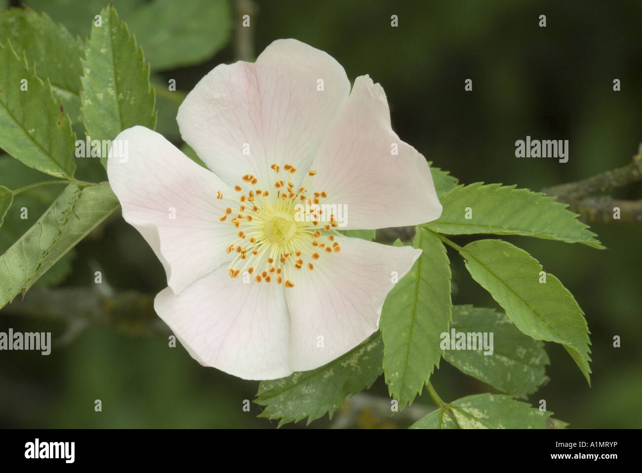 Dog-Rose (Rosa canina Stock Photo - Alamy