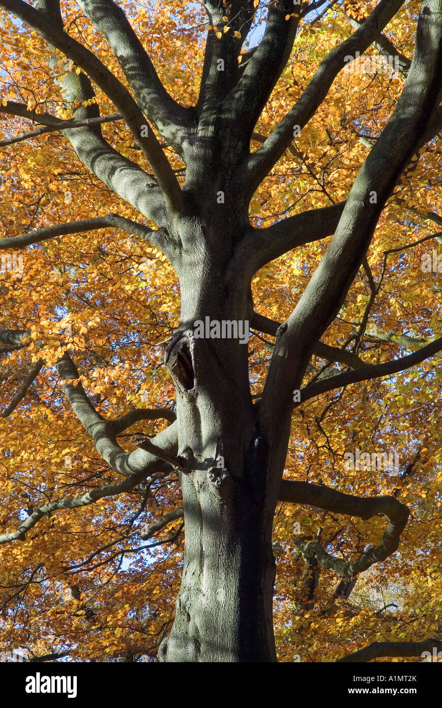 Autumn beech trunk Stock Photo - Alamy