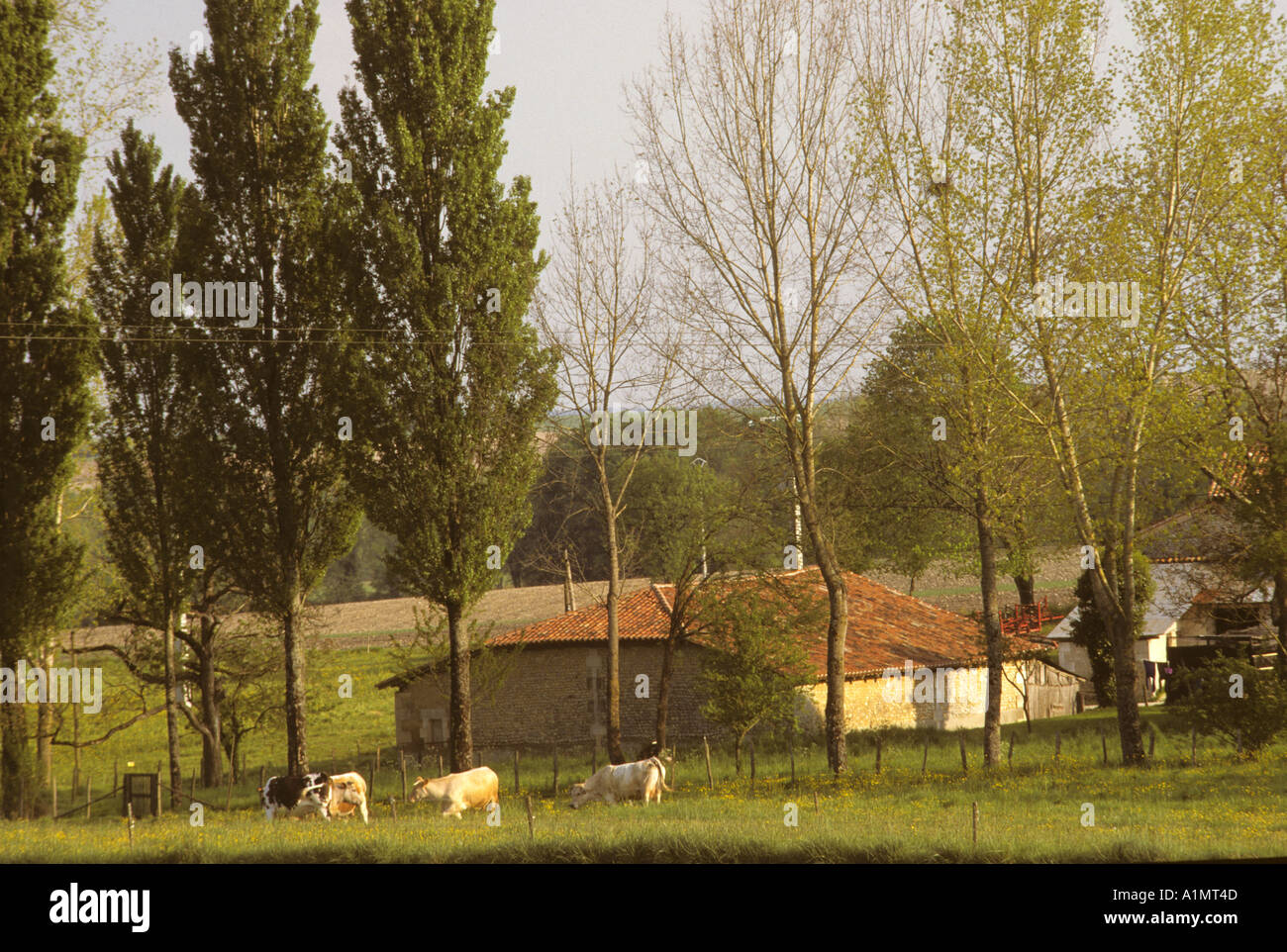 Rural farmed Landscape with cattle. trees and barn Stock Photo - Alamy