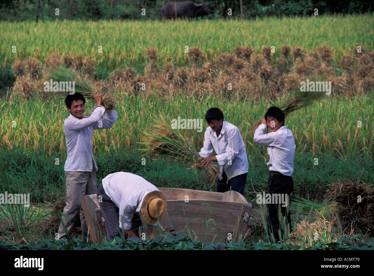 Farmers harvesting and thrashing rice Anhui Province China Stock Photo ...