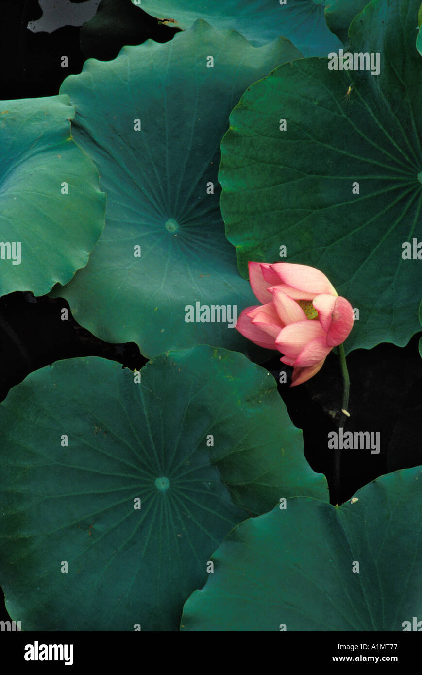 Lotus flower China Stock Photo - Alamy