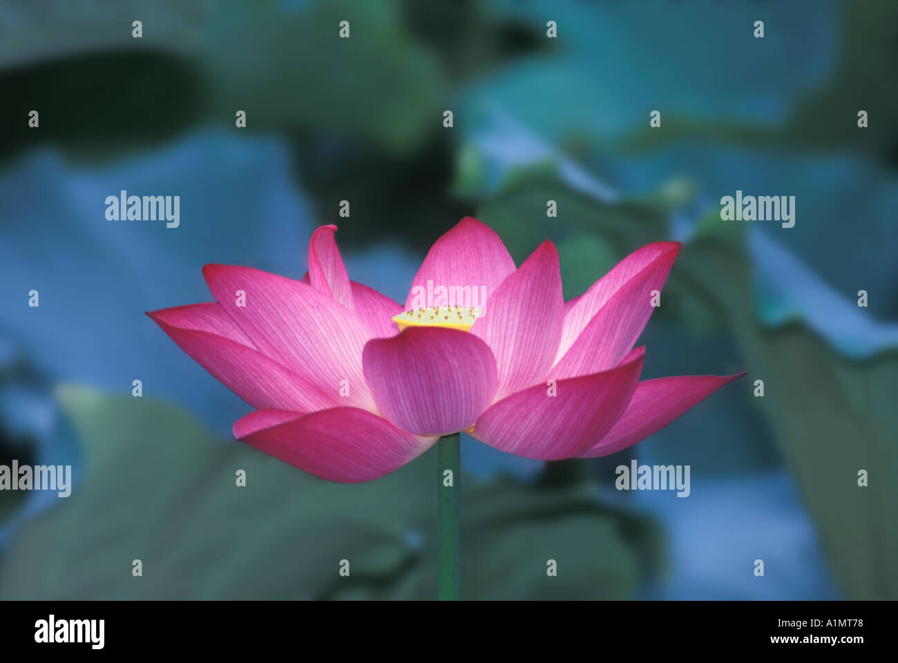 Lotus flower china hi-res stock photography and images - Alamy