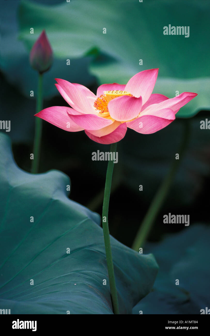 Lotus flower china hi-res stock photography and images - Alamy