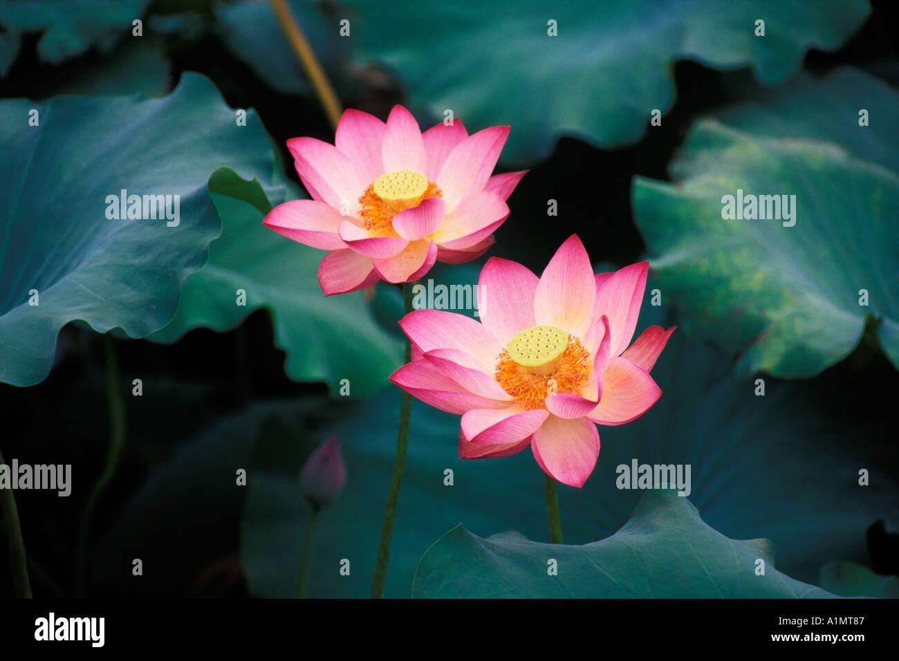 Lotus flowers China Stock Photo - Alamy