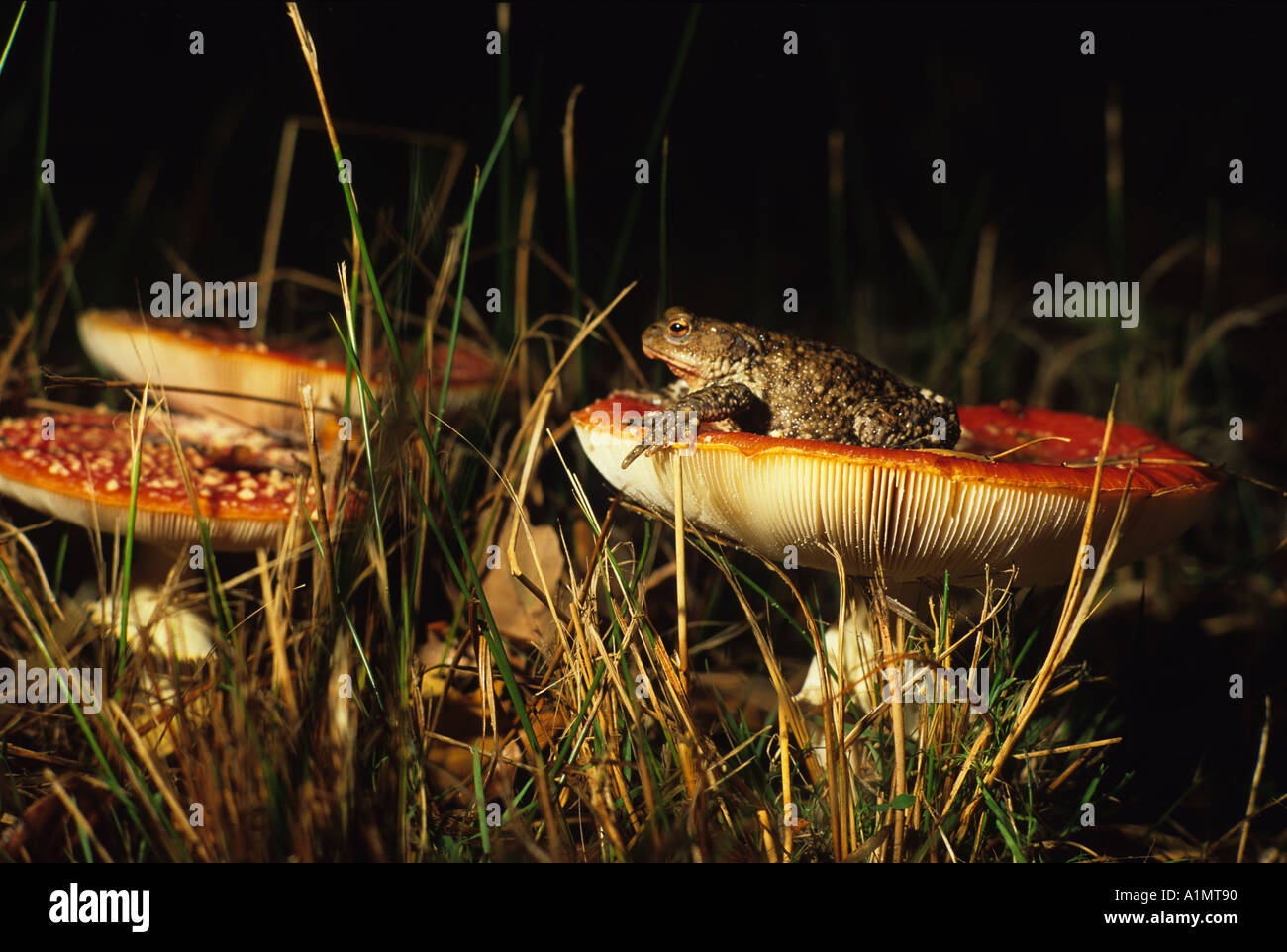 A TOAD Sat ON A TOAD STOOL Virginia Water London UK Stock Photo - Alamy