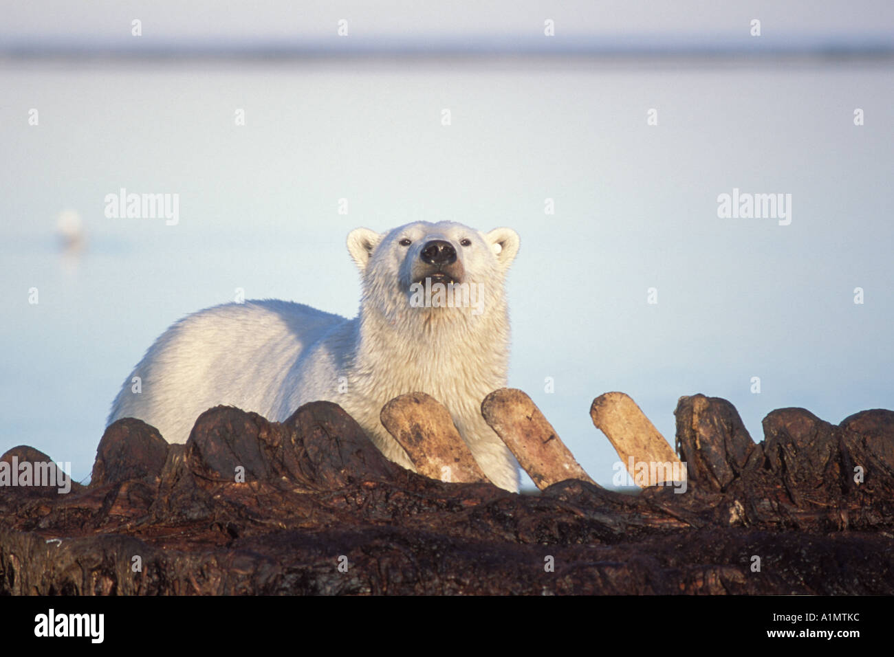 polar bear Ursus maritimus scavenging on bowhead whale bones Balaena ...