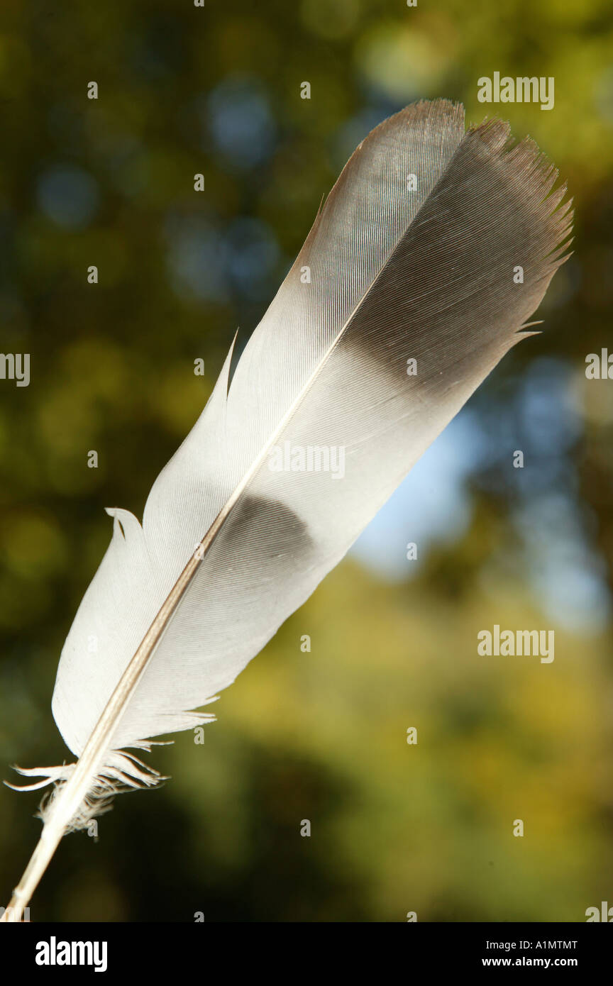Flight feathers hi-res stock photography and images - Alamy
