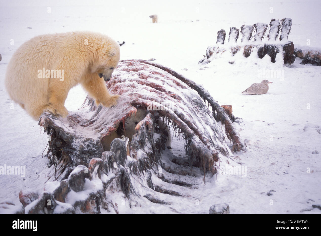 polar bear Ursus maritimus cub climbing on bowhead whale bones Balaena ...