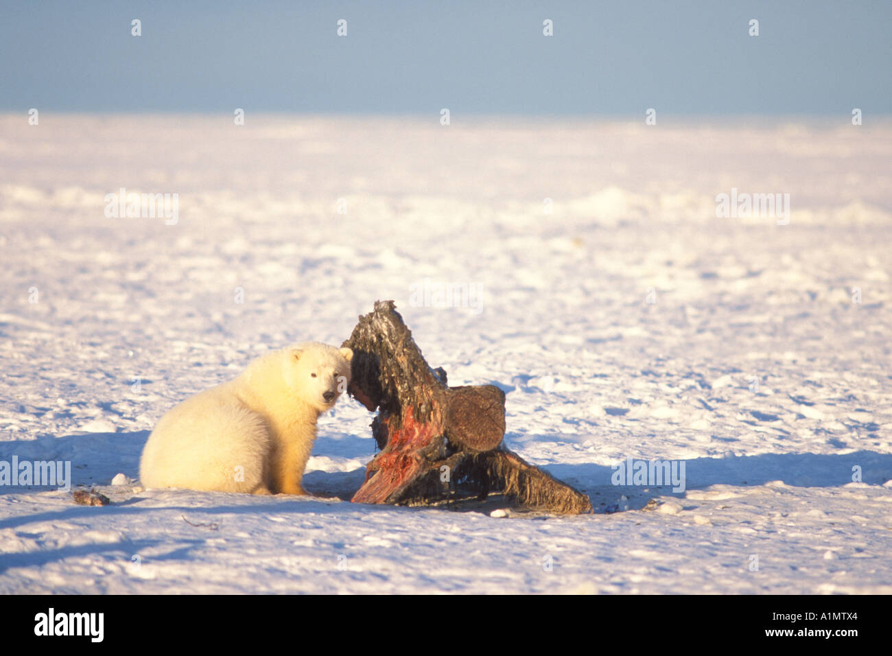 polar bear Ursus maritimus cub with bowhead whale bones Balaena ...