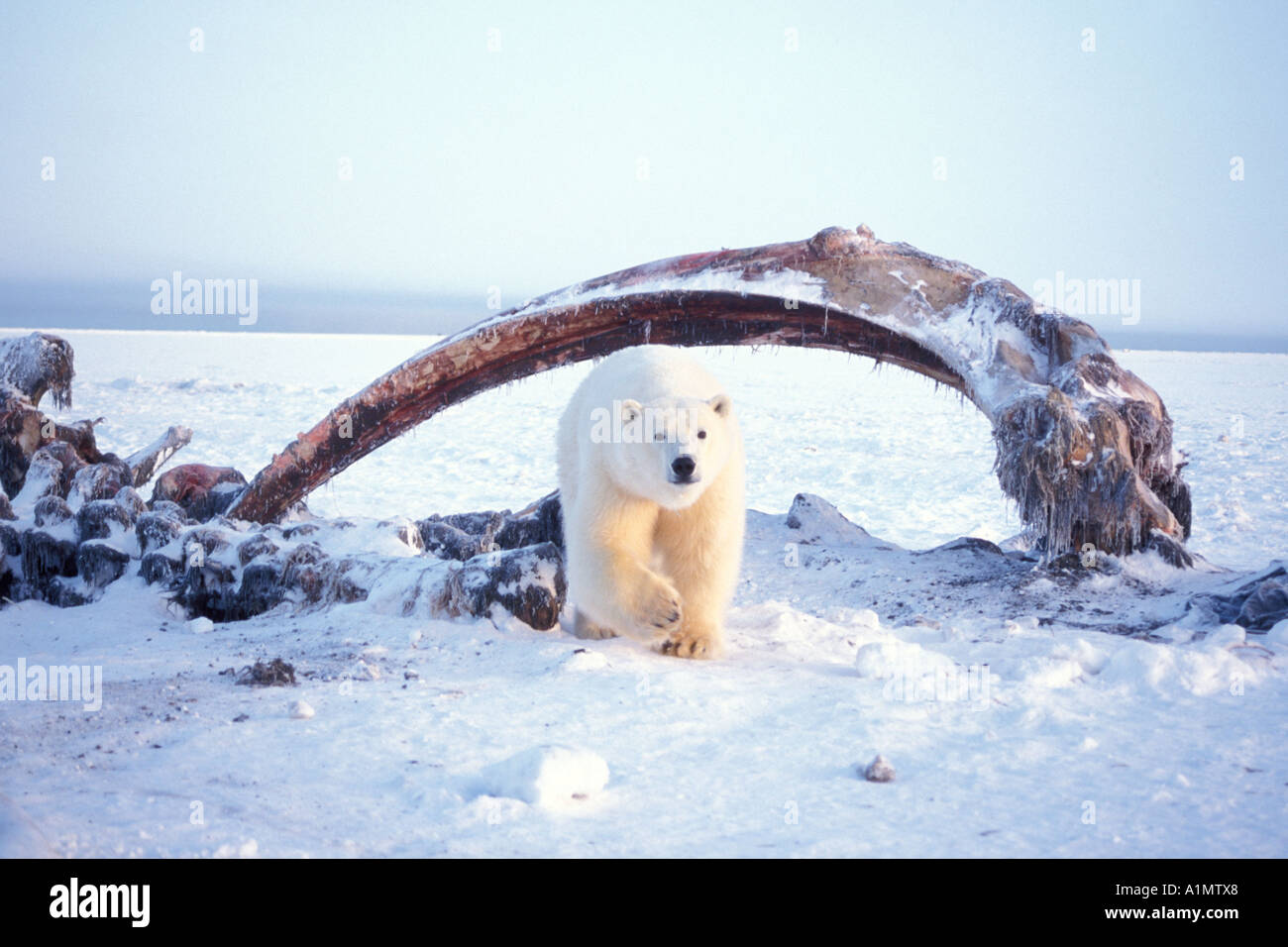 polar bear Ursus maritimus with bowhead whale bones Balaena mysticetus ...
