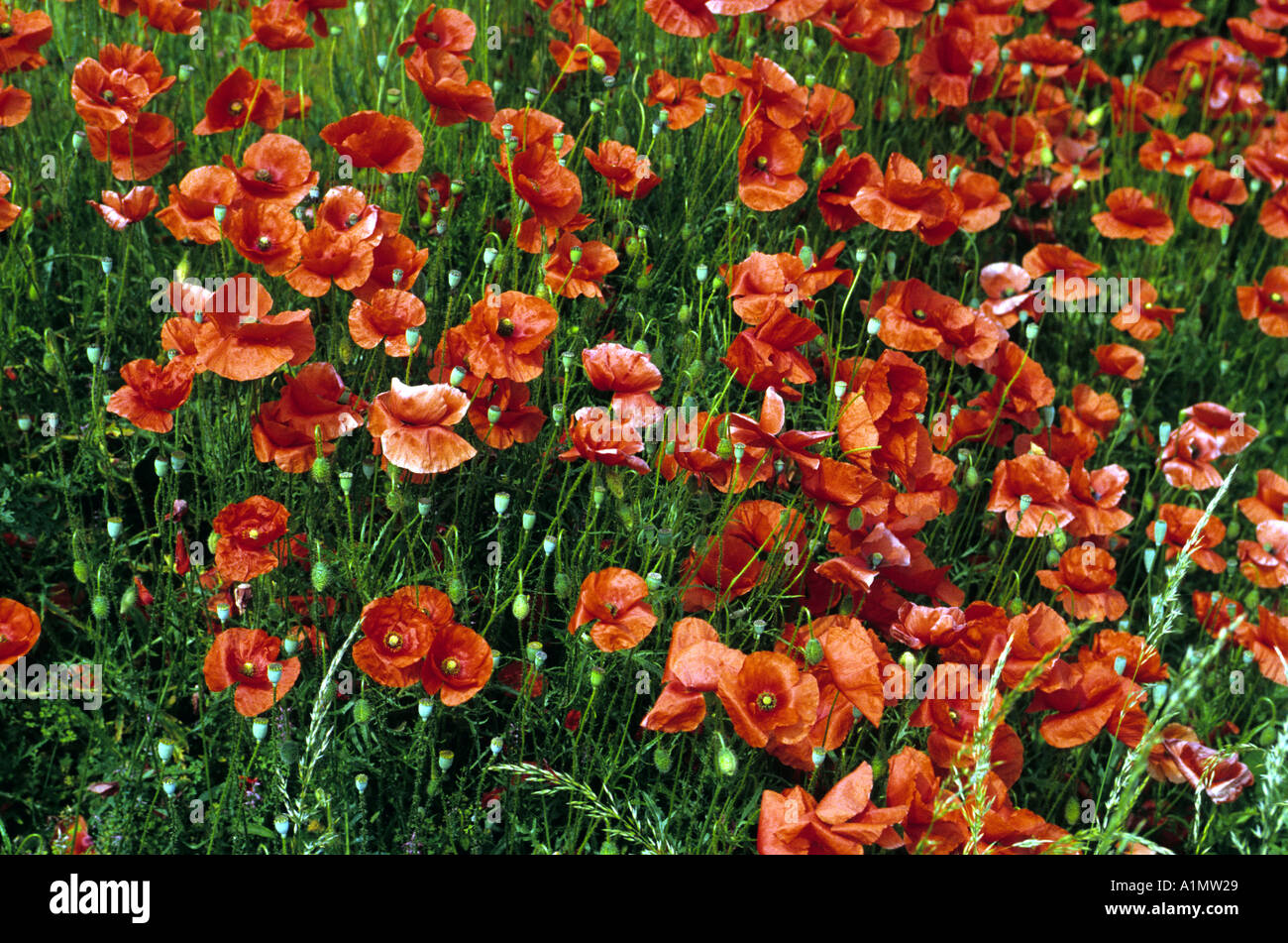 A FIELD OF POPPYS Stock Photo - Alamy