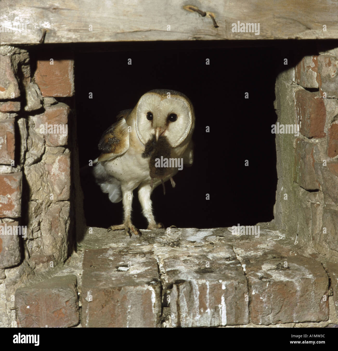 Barn Owl. Adult entering nesting building with vole Hampshire England ...
