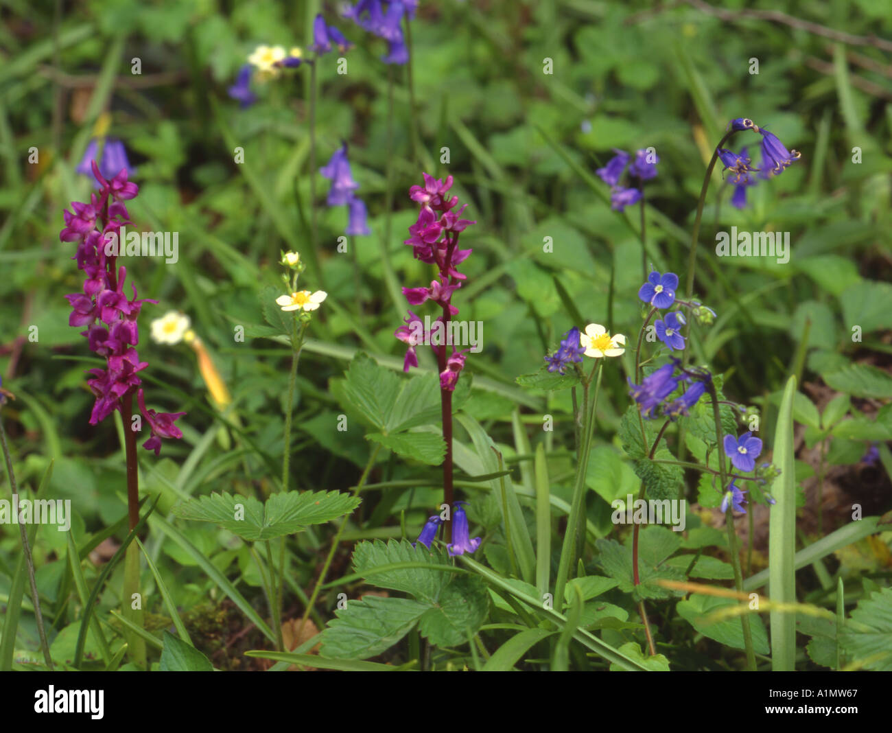 Woodland ground flora in spring Stock Photo - Alamy