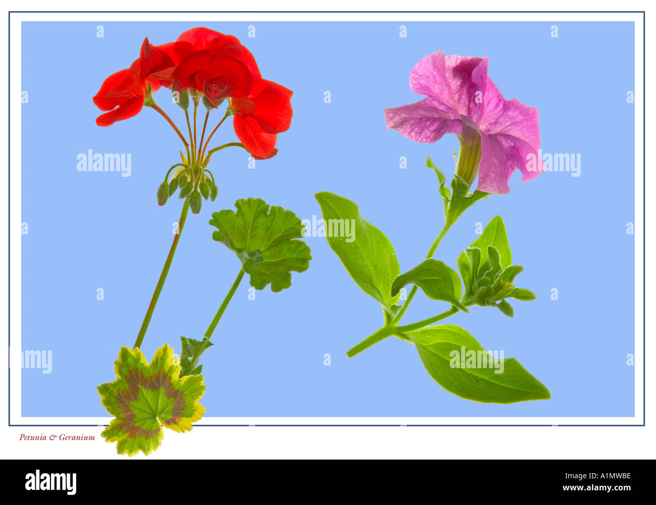 Layout composite with Petunia Geranium on coloured background with ...