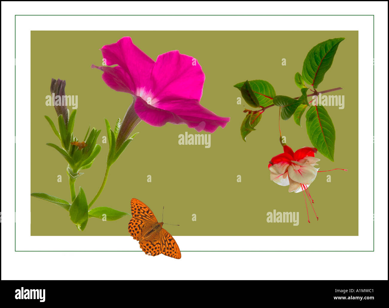 Butterfly layout hi-res stock photography and images - Alamy
