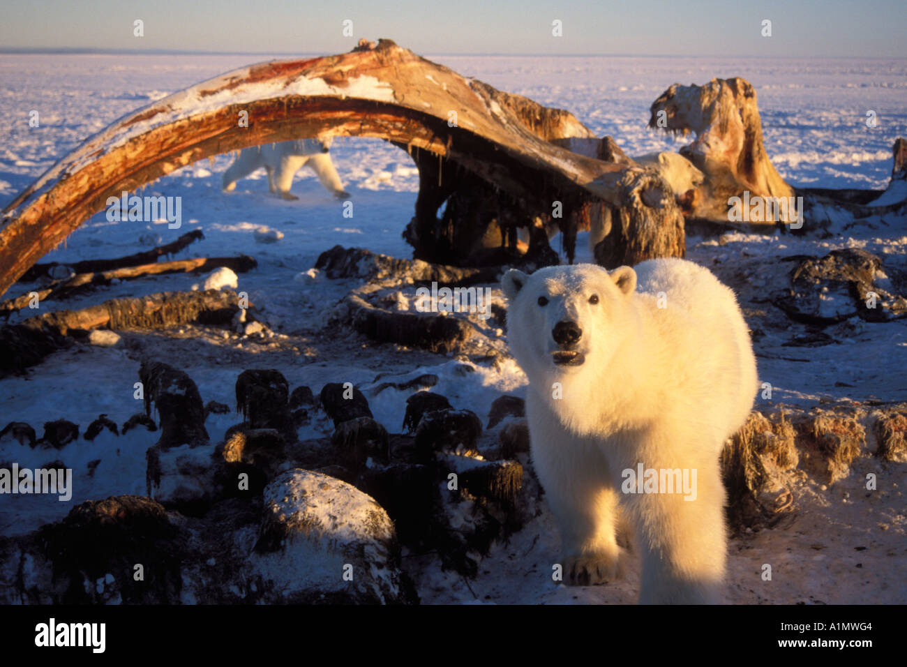 polar bear Ursus maritimus subadult scavenging on bowhead whale bones ...