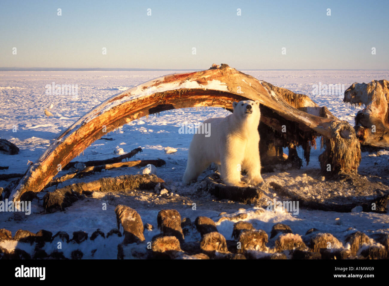 polar bear Ursus maritimus subadult scavenging on bowhead whale bones ...