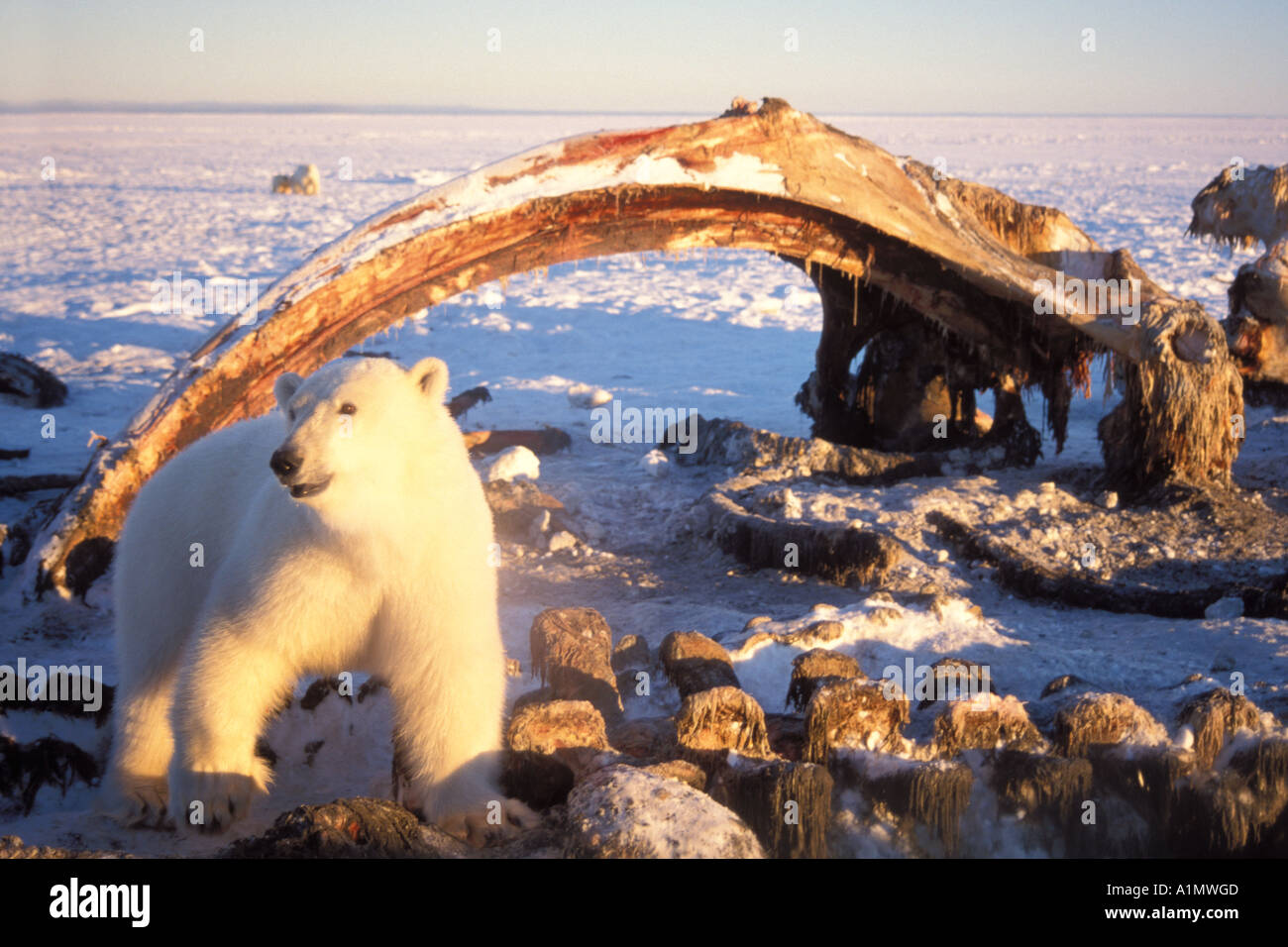 polar bear Ursus maritimus subadult scavenging on bowhead whale bones ...