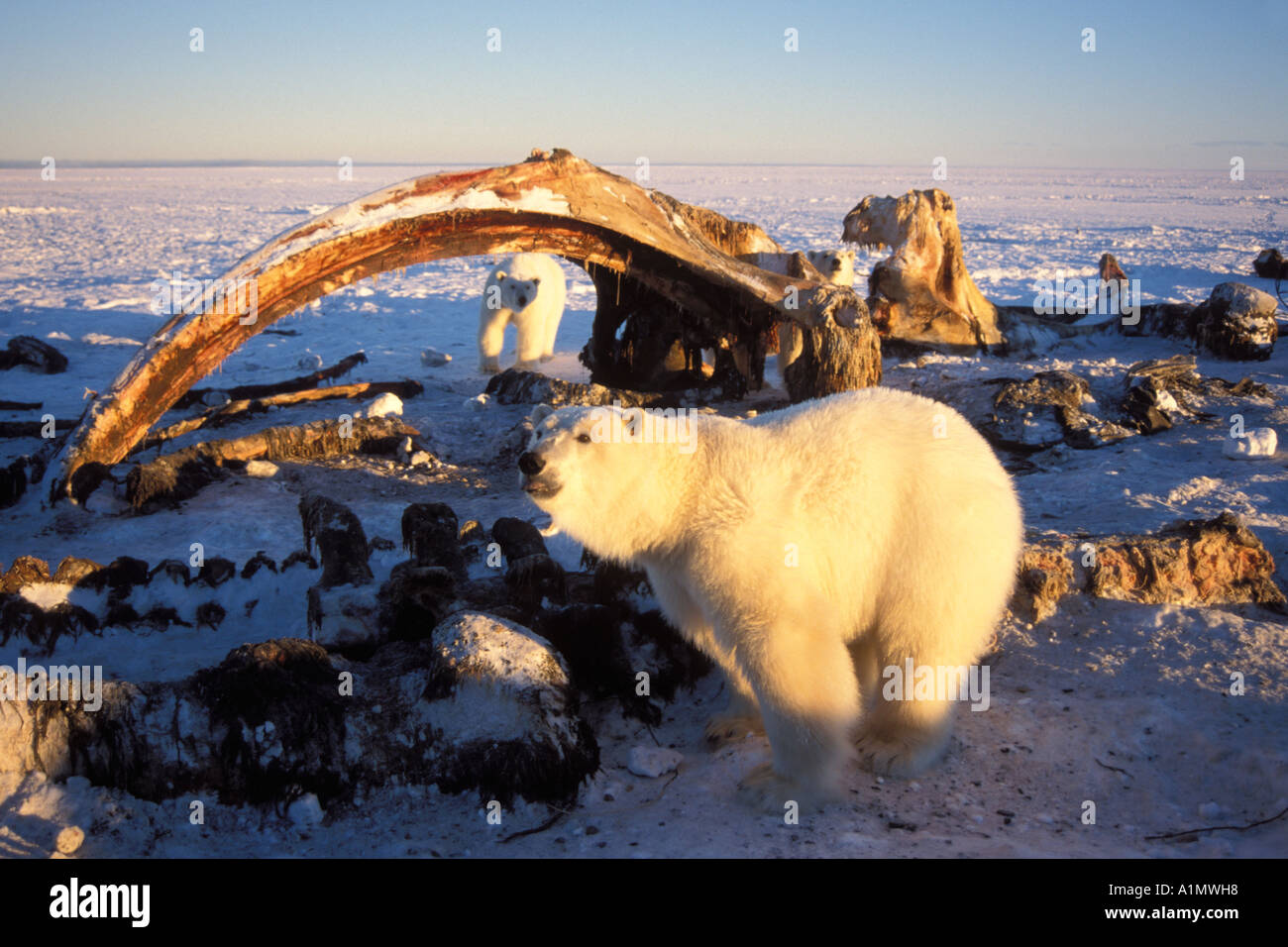 polar bear Ursus maritimus sow with bowhead whale Balaena mysticetus ...