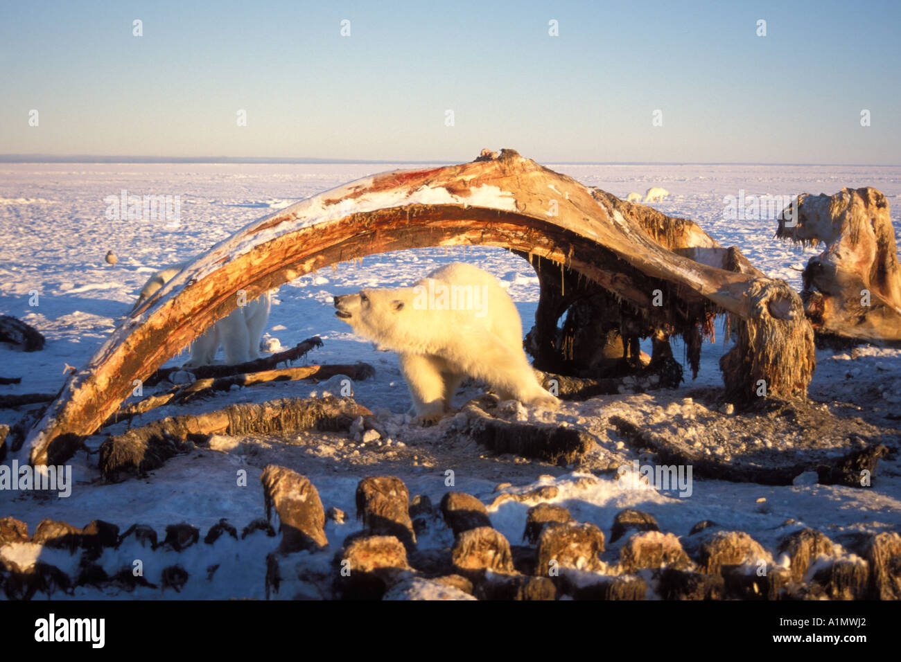 polar bear Ursus maritimus sow with bowhead whale Balaena mysticetus ...