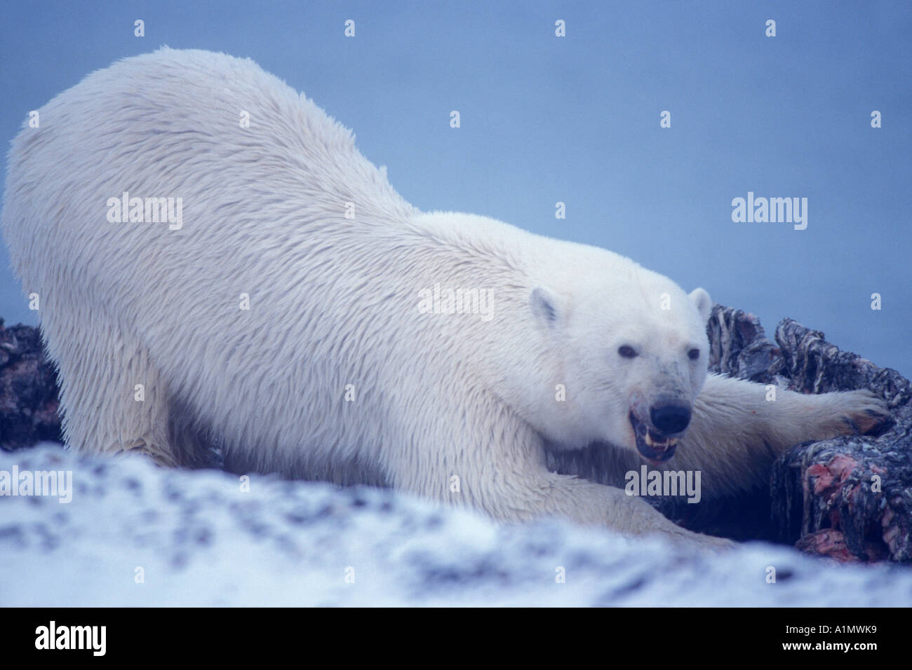 polar bear Ursus maritimus scavenging on whale carcass 1002 area Arctic ...