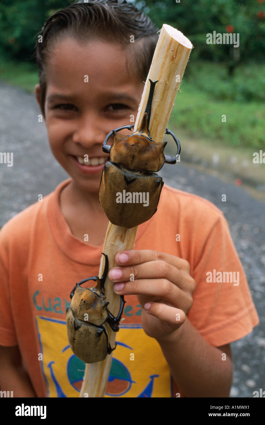 Dung chafer hi-res stock photography and images - Alamy