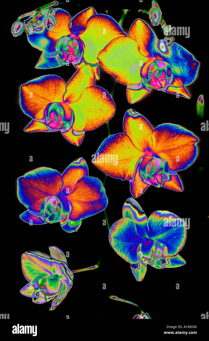 Color solarization hi-res stock photography and images - Alamy