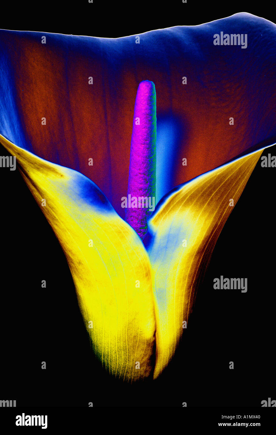 CALLA LILY FLOWER ABSTRACT Stock Photo - Alamy