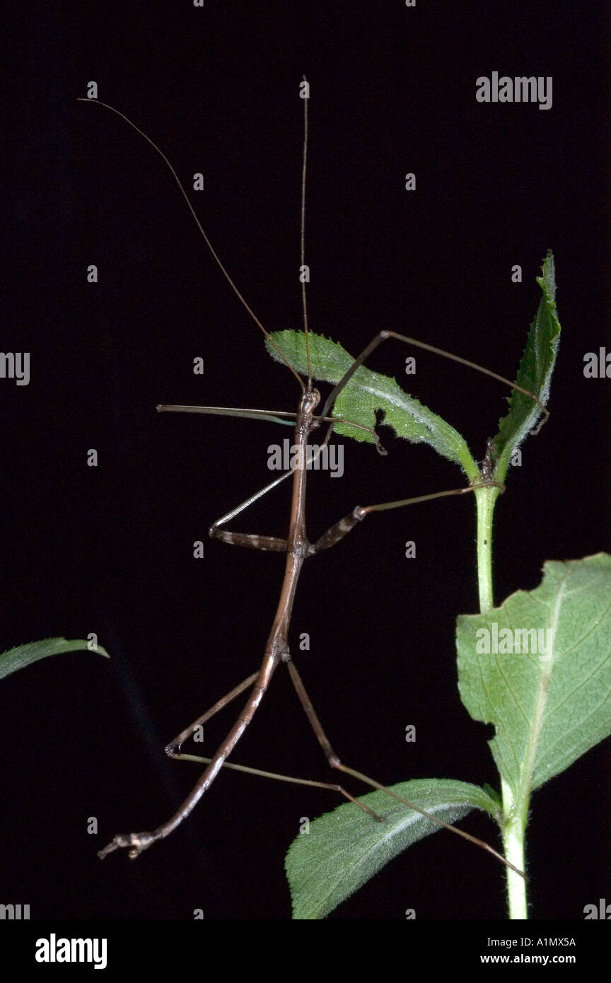 northern walking stick insect Stock Photo - Alamy